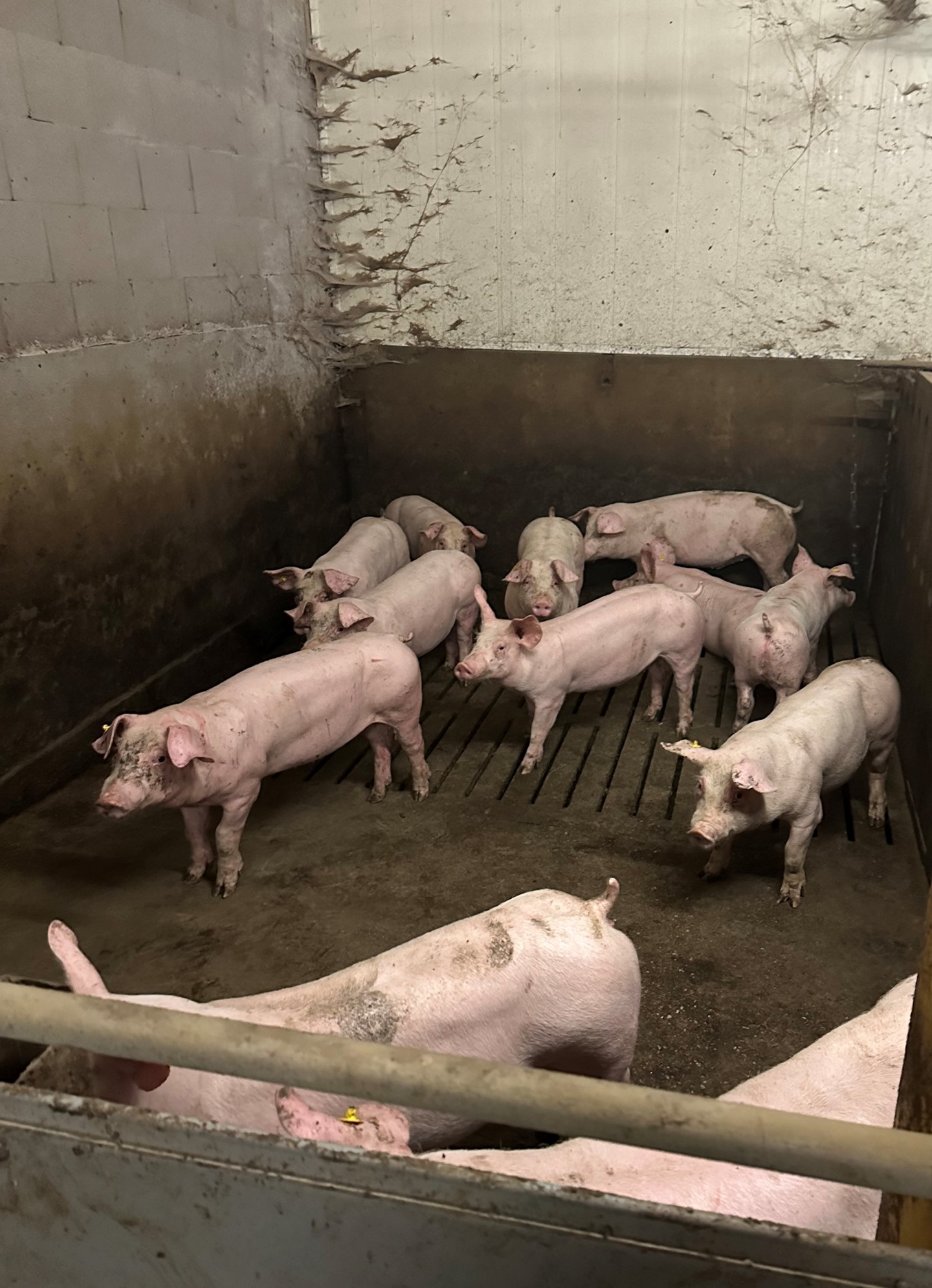 Water disinfection made easier for this pig farmer